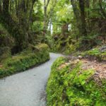 Blue Pools & Makarora Day Walk - Practical Details and What to Expect