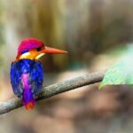 Bondla Wildlife Sanctuary with Lunch in Spice Plantation in Goa - Who Will Love This Tour?