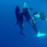 Bremer Bay: Bremer Canyon Killer Whale Expedition - Deepening Your Understanding: Why This Tour Is Special