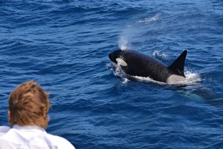 Bremer Canyon Orca Experience from Bremer Bay - Who Will Appreciate This Tour?