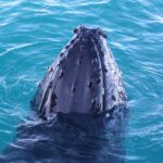 Broome Sunset & Whale Watching Cruise - Who Is This Tour Best For?