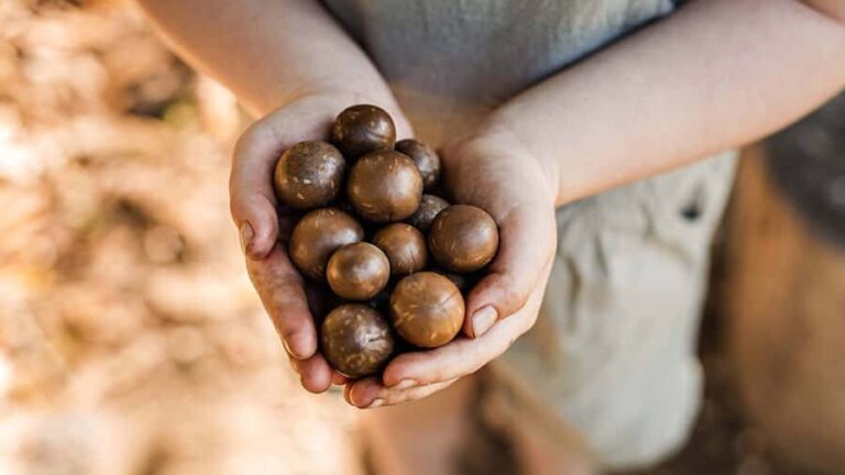 Bundaberg: Macadamia Orchard Tour - Why This Tour Offers Real Value
