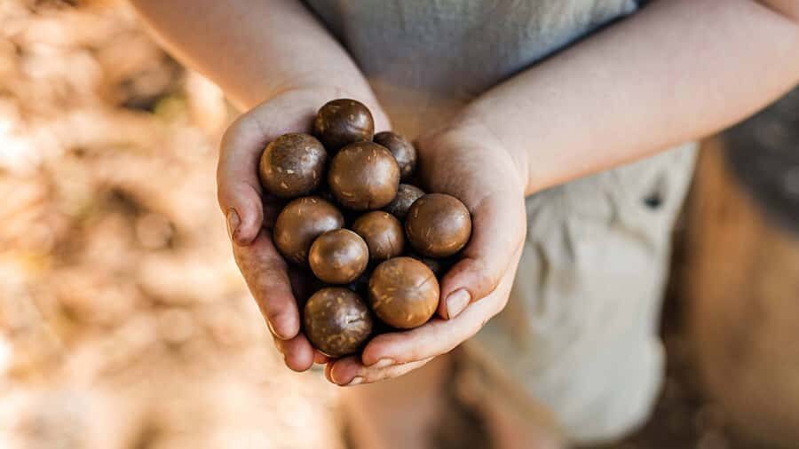 Bundaberg: Macadamia Orchard Tour - Why This Tour Offers Real Value