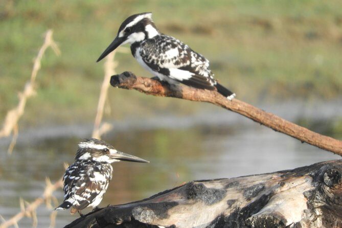 Bundala National Park Birds Watching Safari Tour - The Value of a Private Safari
