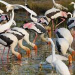 Bundala National Park : Safari Tour with Entrance tickets & Jeep - What Makes This Tour Stand Out