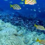Busselton: 4 Mile Reef Guided Scuba Diving Tour - What You Can Expect During the Dive