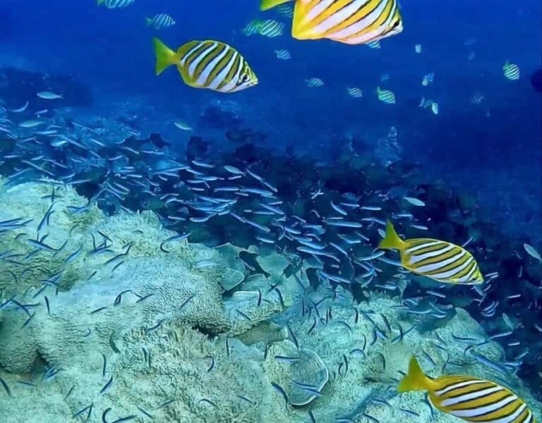 Busselton: 4 Mile Reef Guided Scuba Diving Tour - What You Can Expect During the Dive