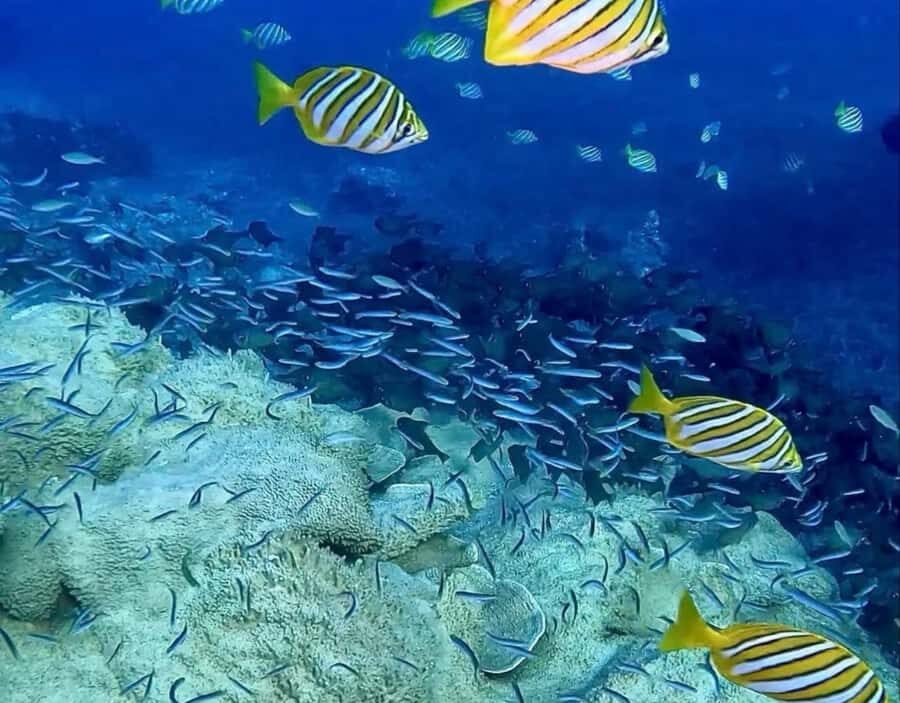 Busselton: 4 Mile Reef Guided Scuba Diving Tour - What You Can Expect During the Dive