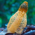 Cairns Botanic Gardens: Mushroom Photography Tour - The Photographic Highlights
