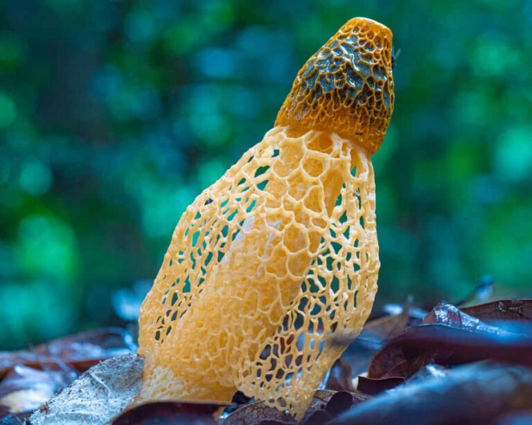 Cairns Botanic Gardens: Mushroom Photography Tour - The Photographic Highlights