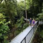Cairns: Cape Tribulation, Mossman Gorge & Daintree Day Tour - Starting Early: Convenient Pickup and Scenic Drive