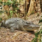 Cairns Cruise Ship Shore Excursion Crocodile and Wildlife Park - Who Will Love This Tour?