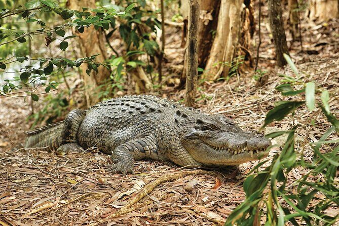 Cairns Cruise Ship Shore Excursion Crocodile and Wildlife Park - Who Will Love This Tour?