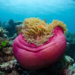 Cairns: Great Barrier Reef Overnight Snorkelling Boat Trip - Who Should Consider This Trip?