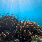 Cairns: Great Barrier Reef Snorkel and Scenic Flight - Authentic Experiences and Guest Perspectives