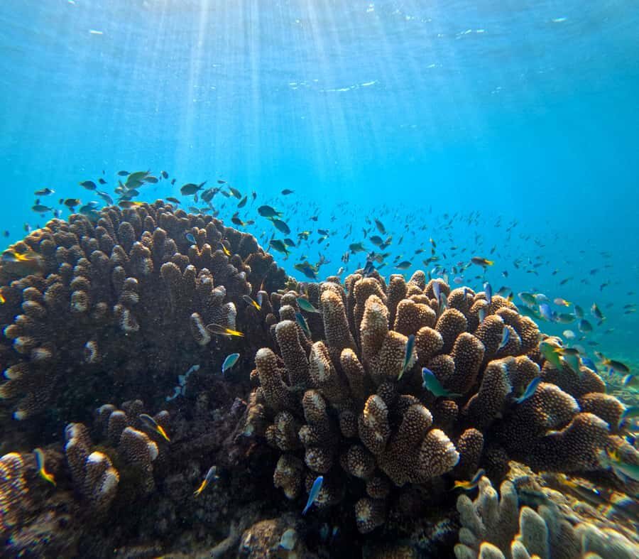 Cairns: Great Barrier Reef Snorkel and Scenic Flight - Authentic Experiences and Guest Perspectives