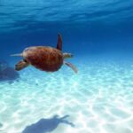 Cairns: Ocean Spirit Great Barrier Reef Full Day Tour - Authentic Encounters and Highlights from Real Travelers