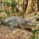 Cairns Shore Excursion: Crocodile & Wildlife Park Tour - What the Reviews Say