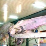 Cam Ranh Port Shore Excursion Nha Trang City Tour - A Detailed Review of the Nha Trang Shore Excursion