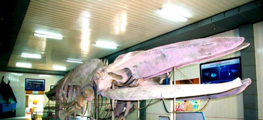 Cam Ranh Port Shore Excursion Nha Trang City Tour - A Detailed Review of the Nha Trang Shore Excursion