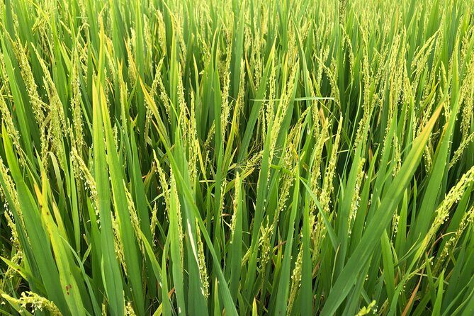 Can Tho Bike Tour - The Sum Up