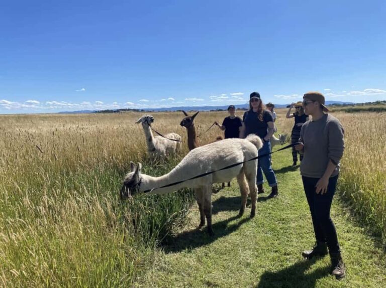 Canberra: Alpaca Adventure Farm Tour (morning tea included) - Why This Tour Works and Who Would Enjoy It Most