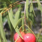 Carnarvon: Indigenous Guided Sunset Walk - Insights into Yinggarda Culture and Land Stories