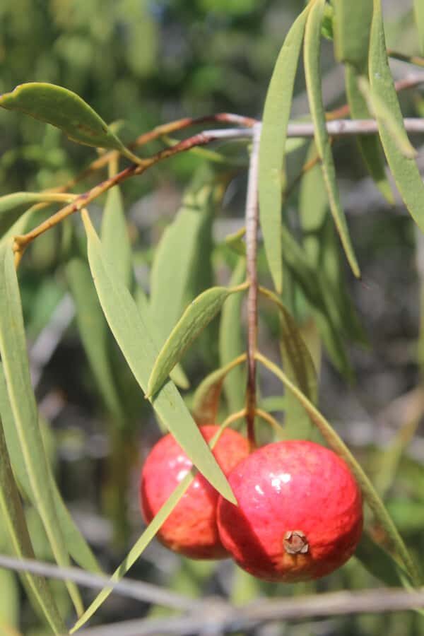 Carnarvon: Indigenous Guided Sunset Walk - Insights into Yinggarda Culture and Land Stories