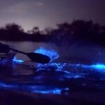 Cat Ba: 2-Day Lan Ha Bay Cruise with Plankton Excursion - The Experience of Bioluminescent Plankton and Other Highlights