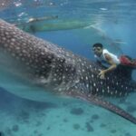 Cebu Oslob Whaleshark, Tumalog Falls&Sumilon Island(Private) - What Makes This Tour Stand Out?