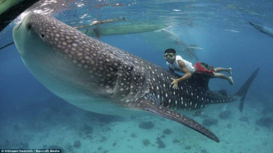 Cebu Oslob Whaleshark, Tumalog Falls&Sumilon Island(Private) - What Makes This Tour Stand Out?
