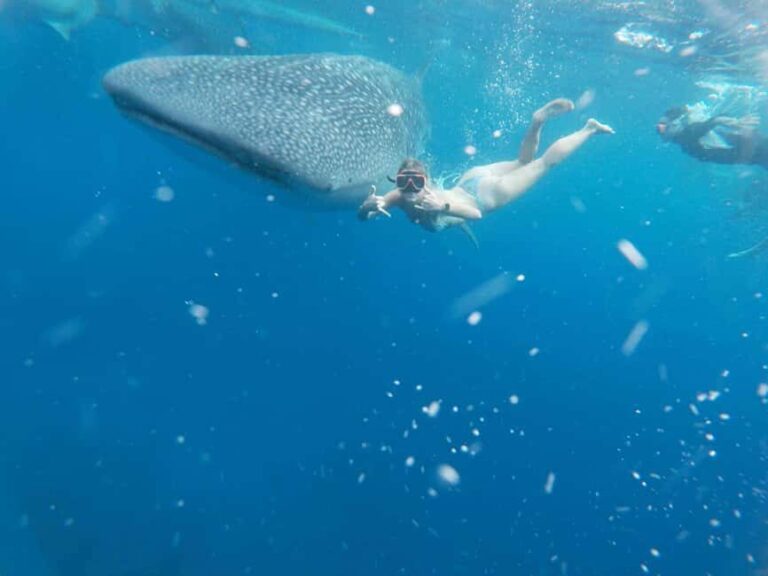 Cebu: Whale Shark Watching & Heritage Tour with Dive Option - Who Should Consider This Tour?