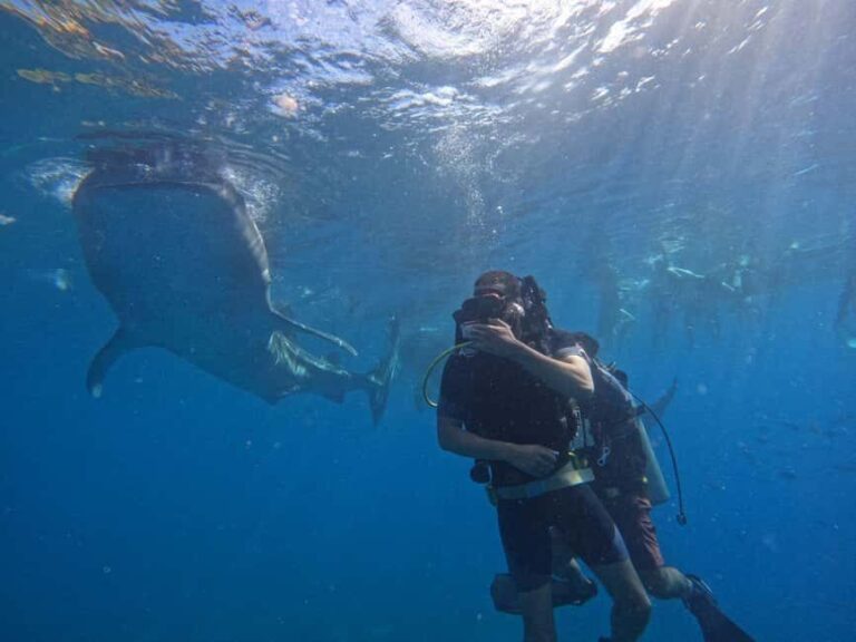 Cebu: Whaleshark Experince, Waterfalls & White Sand Wonders - Why Choose This Tour?