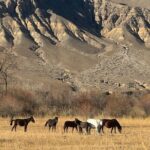 Charyn Canyon and Black Canyon 1 Day Private Tour - Who Should Consider This Tour?