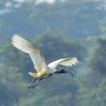 Chennai, Guided Birding And Birding Photo Trip With Spot Scope, 2 to 3 Hours - The Experience: What’s It Like?