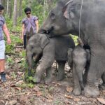 Chiang Mai 1 Day: Elephant Sanctuary, Waterfall & Bamboo Rafting - The Itinerary: What to Expect Step-by-Step
