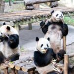 Chongqing Private Tour Pandas City Must See Hot Pot All in one - What Reviewers Say