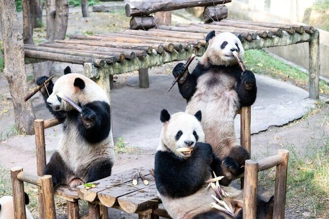 Chongqing Private Tour Pandas City Must See Hot Pot All in one - What Reviewers Say