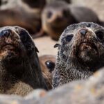 Christchurch: Kaikoura Whale Watching Day Tour - The Heart of the Experience: Whale Watching and Marine Life