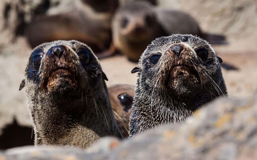 Christchurch: Kaikoura Whale Watching Day Tour - The Heart of the Experience: Whale Watching and Marine Life
