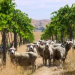 Christchurch Waipara Valley Private Wine Tour - The Perfect Intro to Waipara’s Wine Region