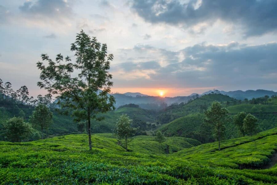 Cochin: Munnar Hill Station Tea Garden Overnight Tour - The First Day: Sights and Scenic Stops