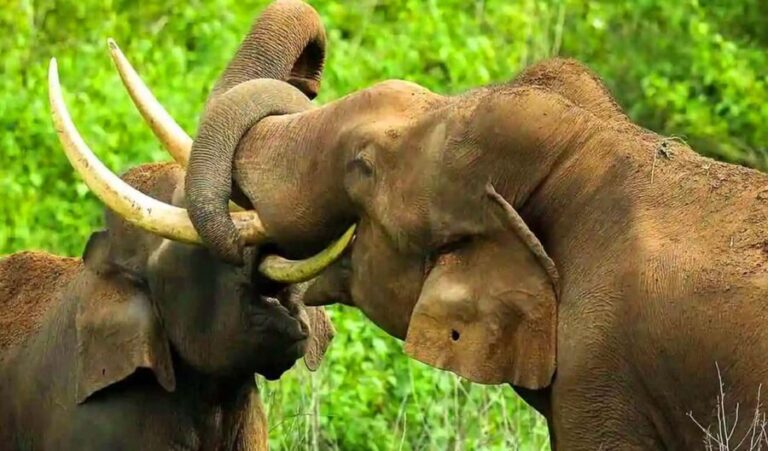 Coimbatore Day Tour: Forest, Wildlife & Hill Station Trip - What to Expect During the Tour