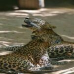 Colombo:Anuradhapura & Wilpattu Safari All Inclusive Tour - Exploring the Itinerary in Detail