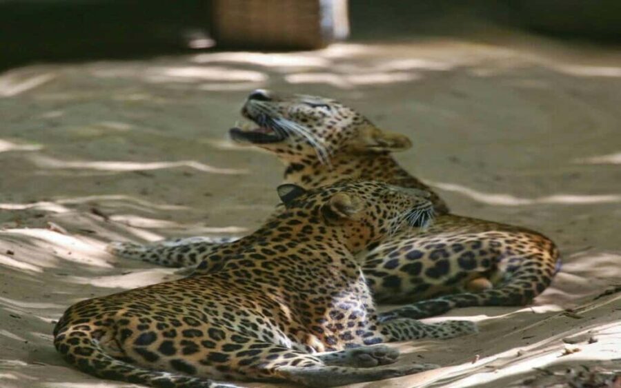 Colombo:Anuradhapura & Wilpattu Safari All Inclusive Tour - Exploring the Itinerary in Detail