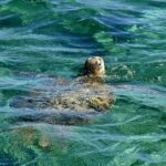 Coral Bay: Ningaloo Reef 3-Hour Turtle Ecotour - Value and Pricing