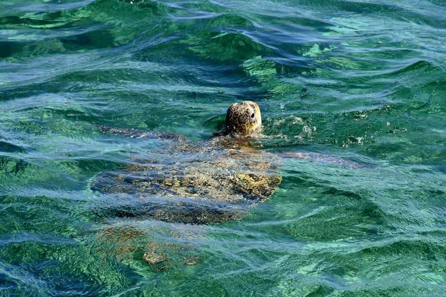 Coral Bay: Ningaloo Reef 3-Hour Turtle Ecotour - Value and Pricing
