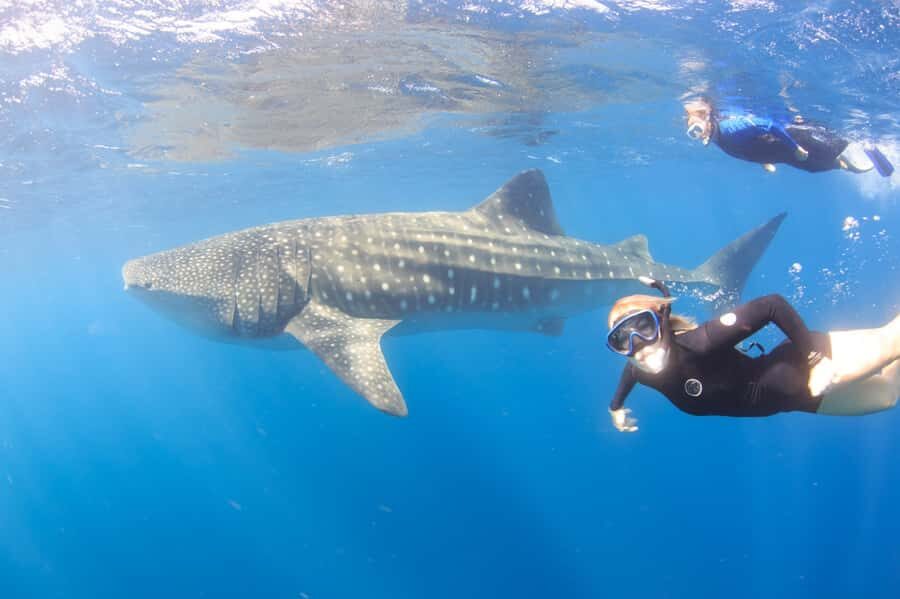 Coral Bay: Ningaloo Reef Swim and Snorkel with Whale Sharks - The Vessel and Crew