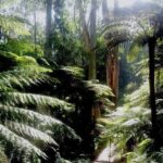 Dandenong Ranges Private Day Tour - Transportation and Practicalities