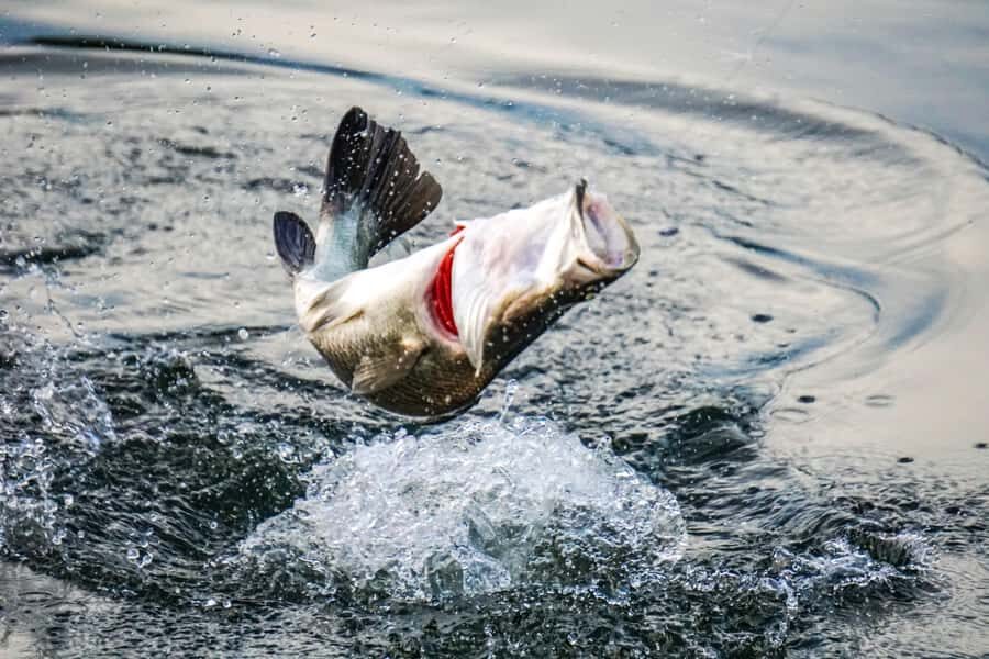 Darwin: Barramundi Fishing Experience - The Itinerary: What Happens During the Tour